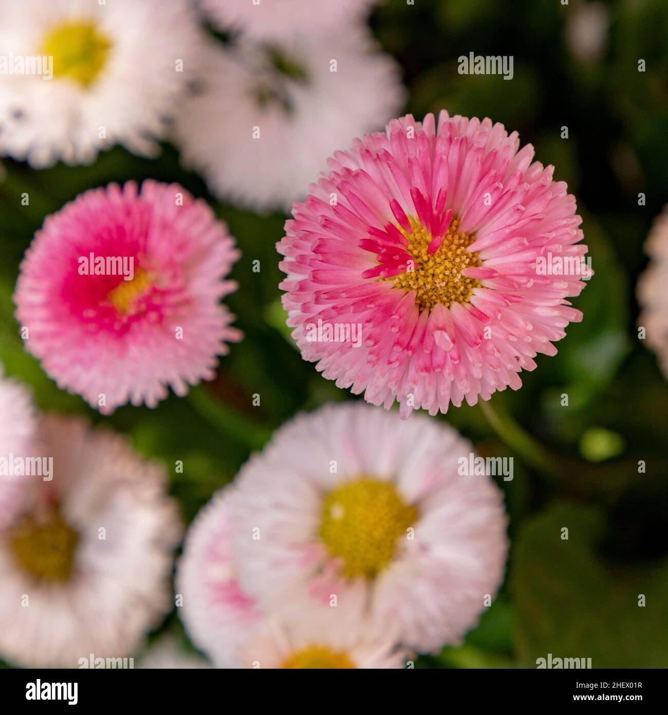 detail of spring flowers as a symbol of blooming season Stock Photo - Alamy