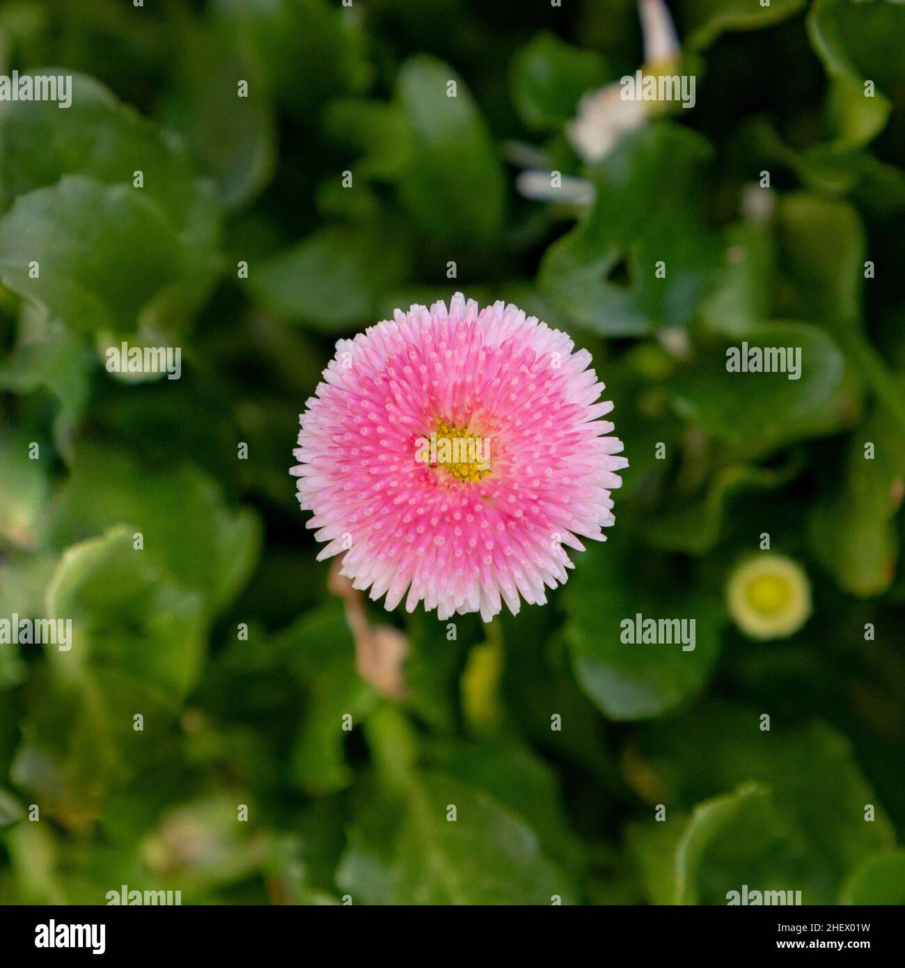 detail of spring flowers as a symbol of blooming season Stock Photo - Alamy