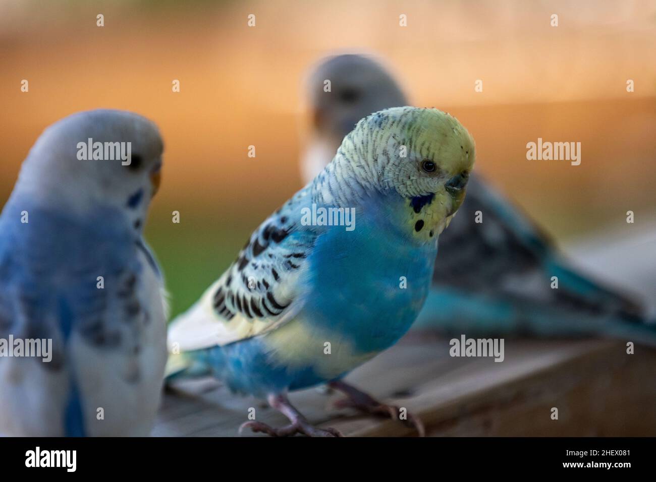 A Parakeet in Hemker Park Zoo, Minnesota Stock Photo - Alamy