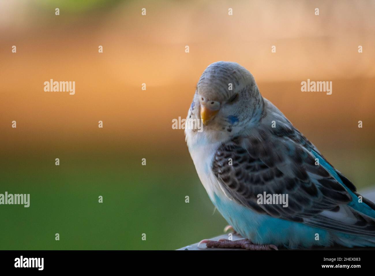 A Parakeet in Hemker Park Zoo, Minnesota Stock Photo - Alamy