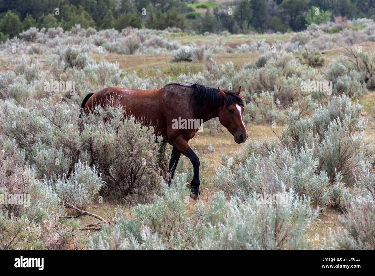 Wild horses in Theodore Roosevelt NP, North Dakota Stock Photo - Alamy