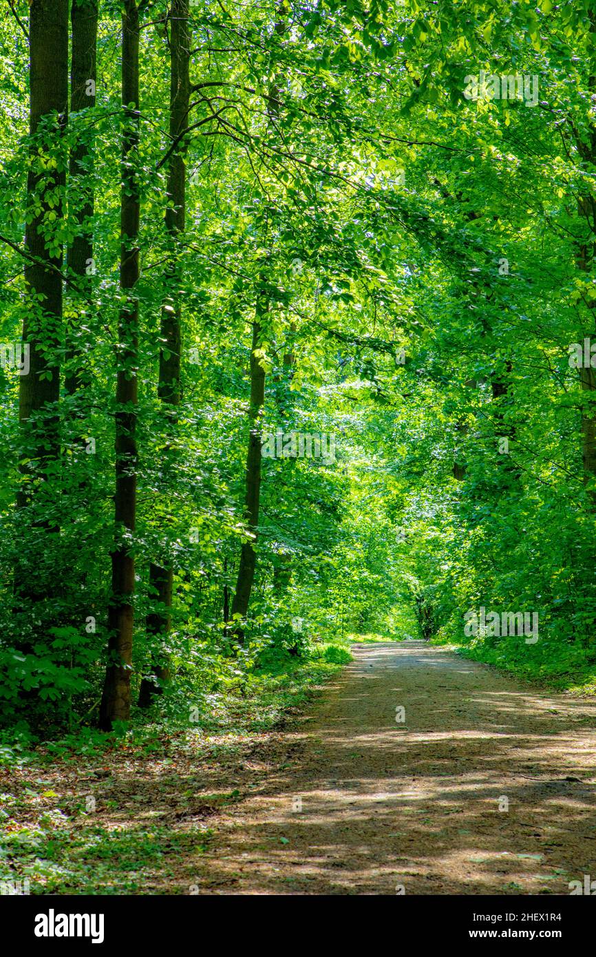 scenic path through dense forest with green oak trees Stock Photo - Alamy