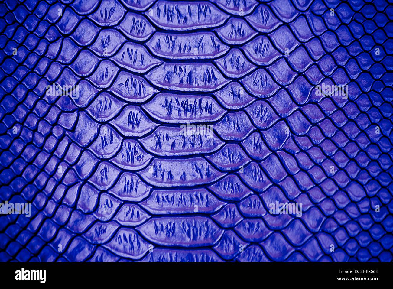 Close up of blue Luxury snake skin texture use for background Stock ...
