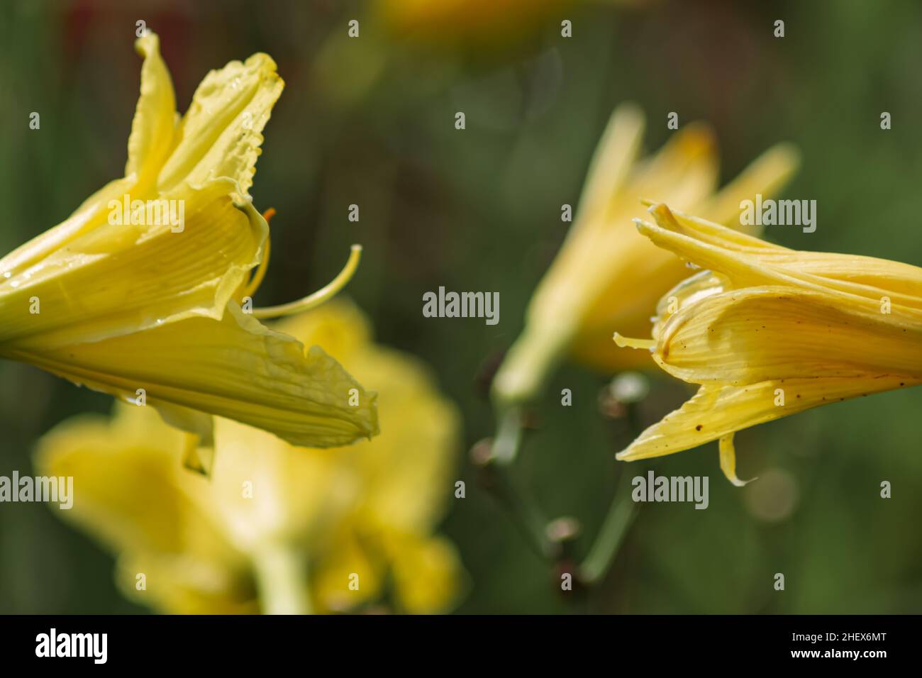 Yellow Alamanda Flowers (Allamanda cathartica) Blooming in a Tropical ...