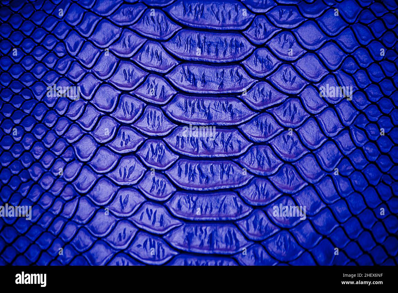 Close up of blue Luxury snake skin texture use for background Stock ...
