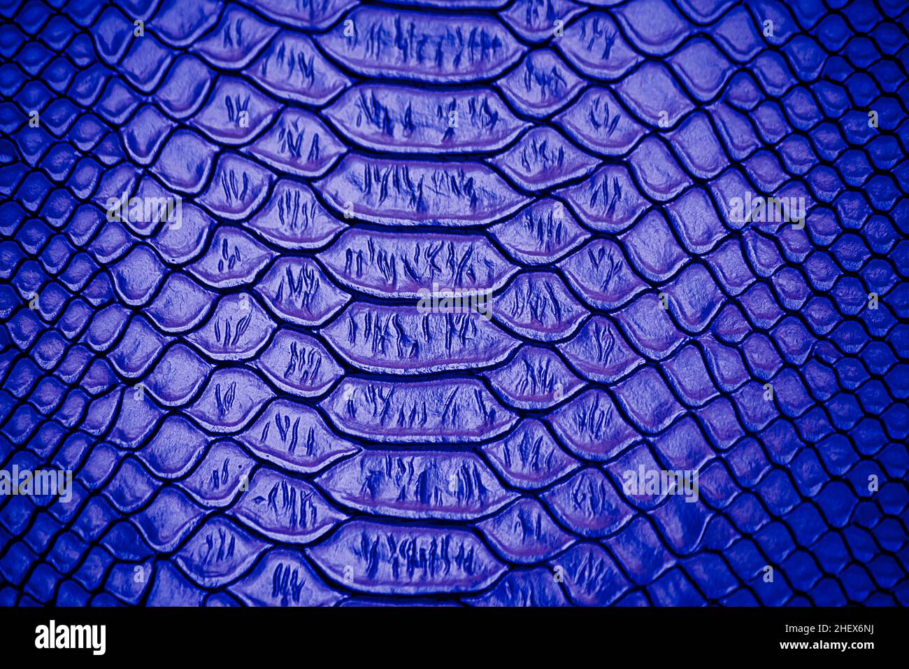 Close up of blue Luxury snake skin texture use for background Stock ...