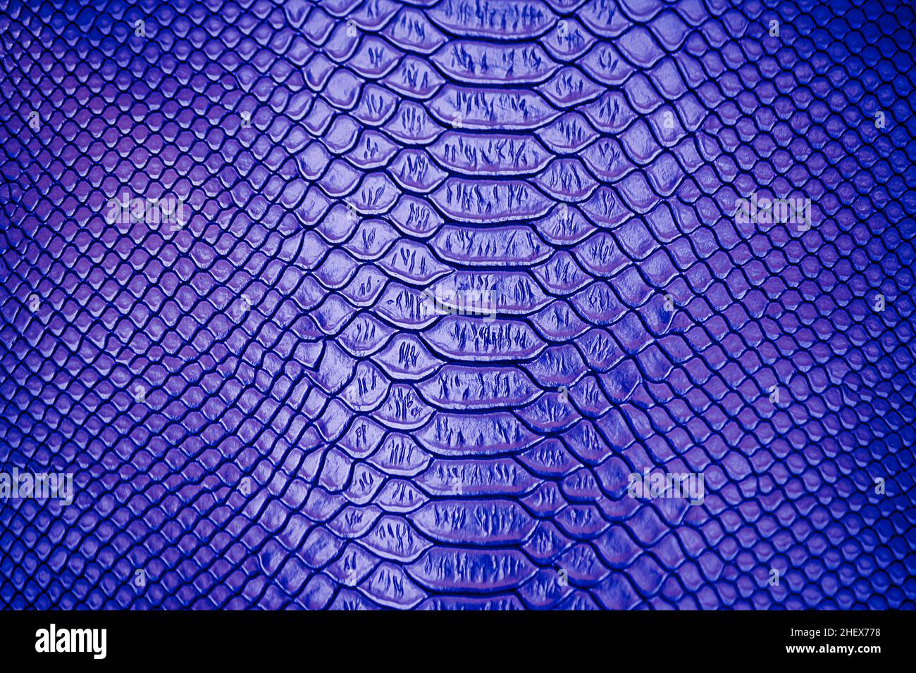 Close up of blue Luxury snake skin texture use for background Stock ...