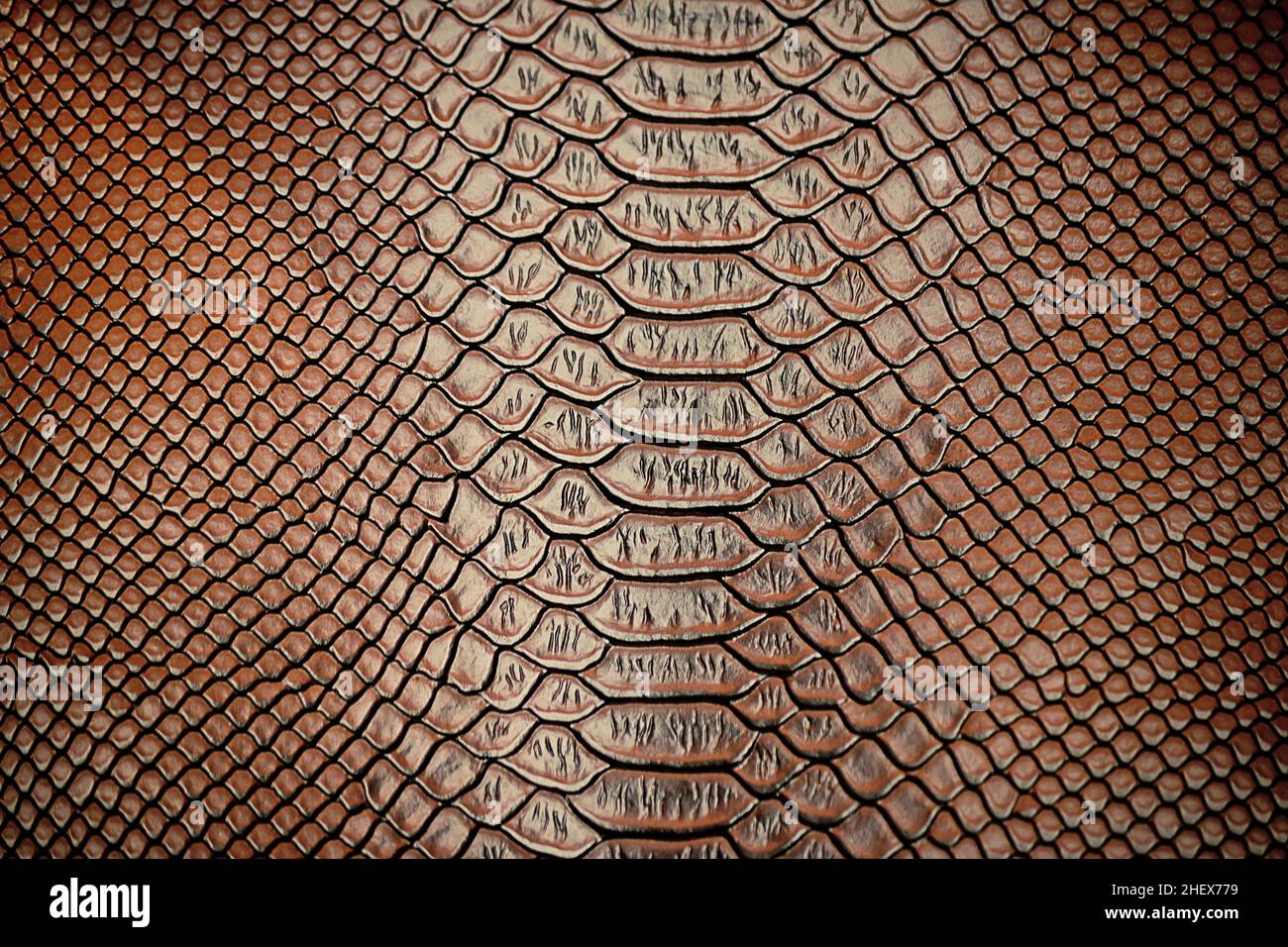 Close up of Luxury snake skin texture use for background Stock Photo ...