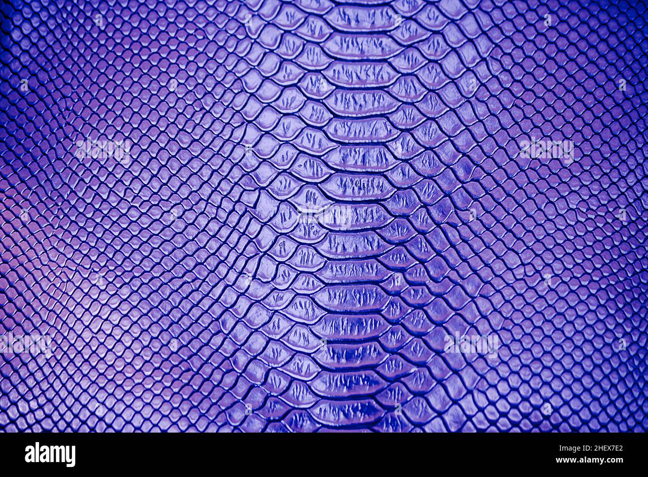Close up of blue Luxury snake skin texture use for background Stock ...
