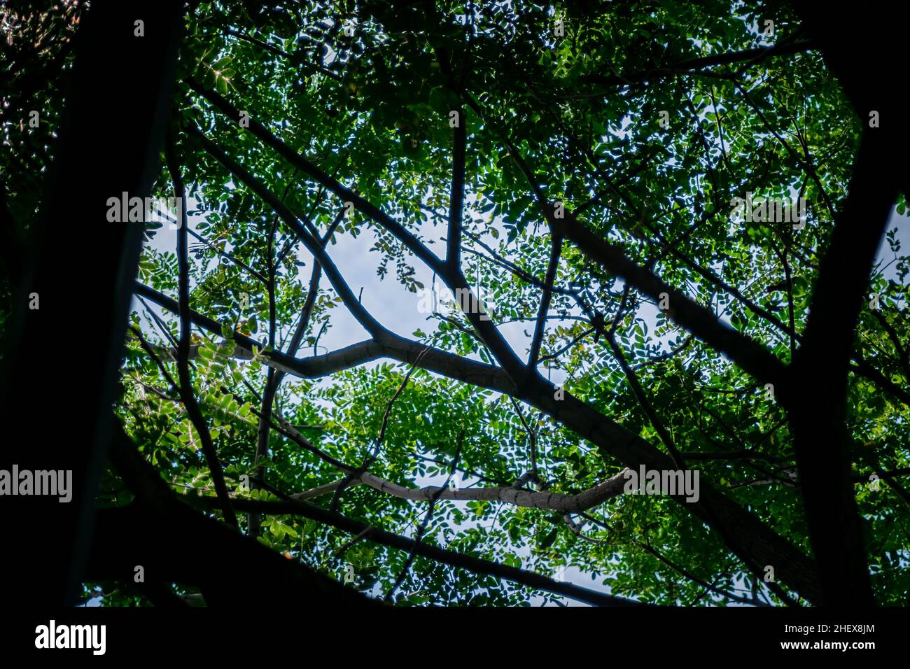 Shady under tree canopy hi-res stock photography and images - Alamy