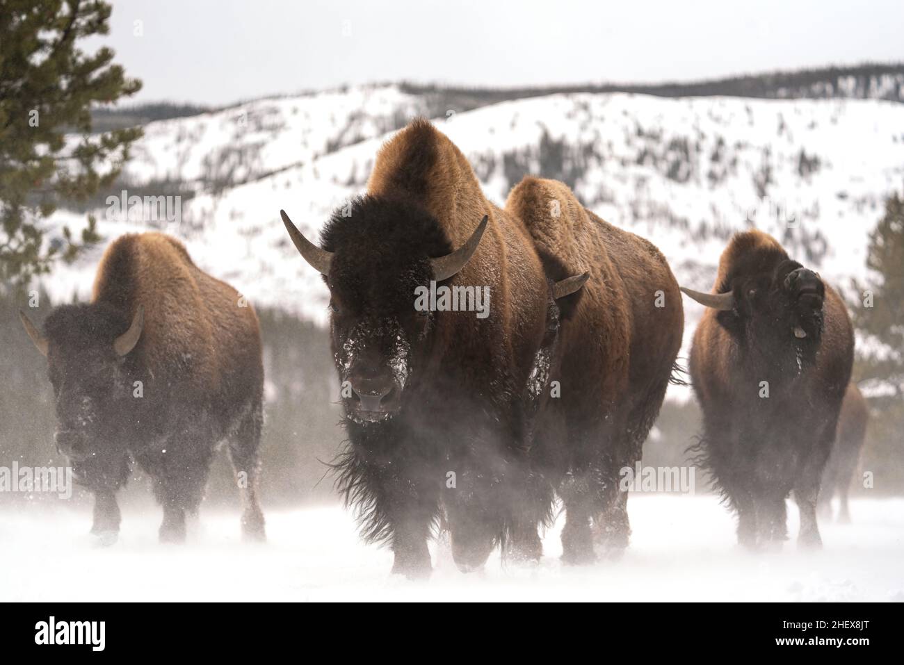 Bison in snow Stock Photo - Alamy