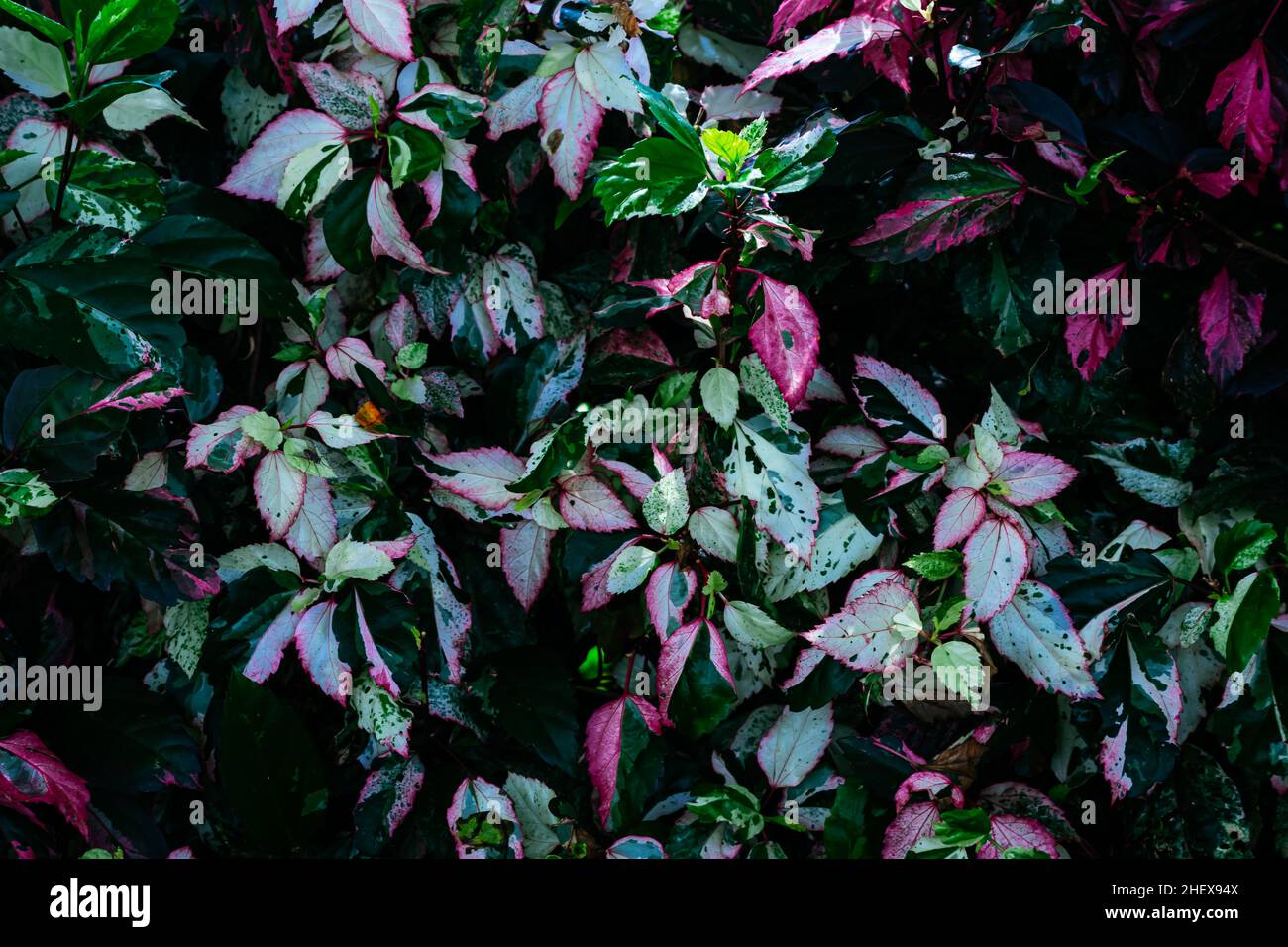Beautiful colorful leaves texture from the tropical plant for nature ...