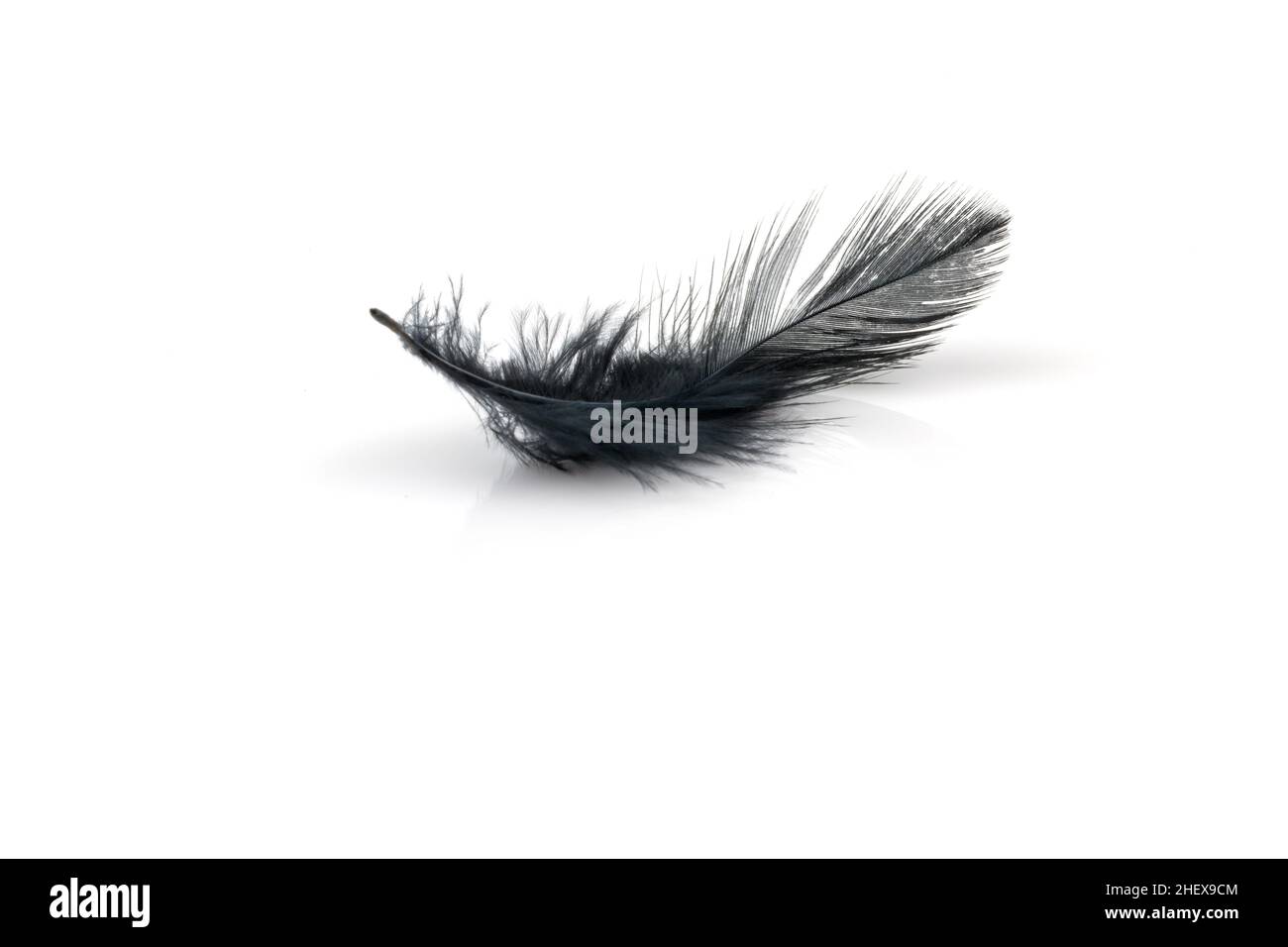 Black fluffy swan feathers Cut Out Stock Images & Pictures - Alamy
