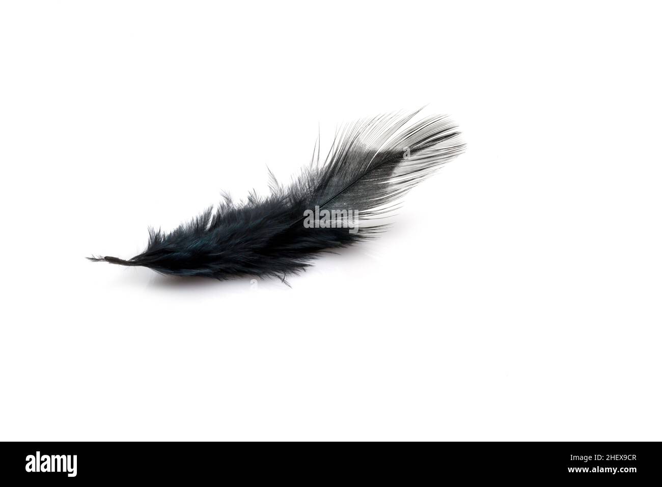 Black fluffy swan feathers Cut Out Stock Images & Pictures - Alamy