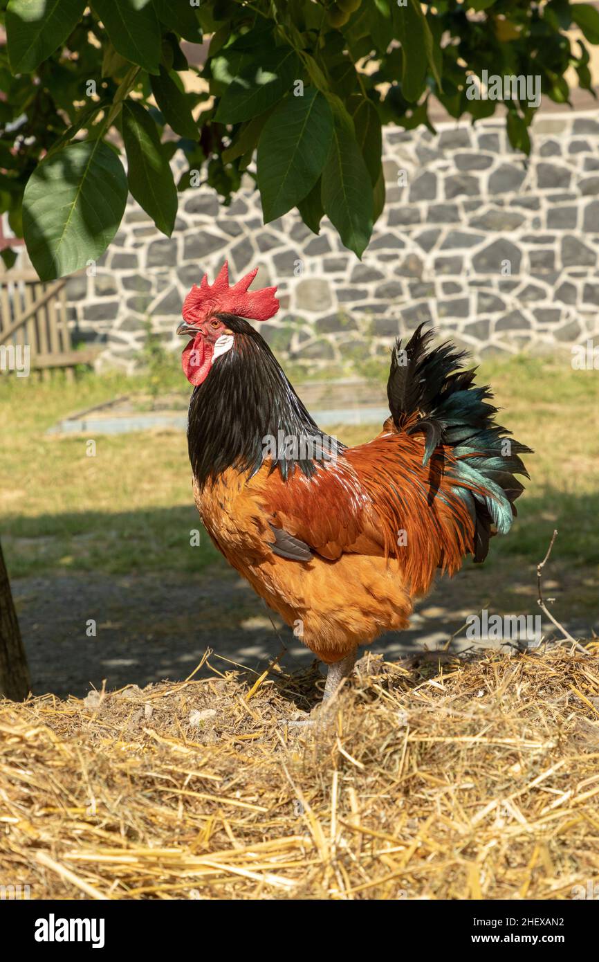 colorful rooster on the dunghill Stock Photo - Alamy