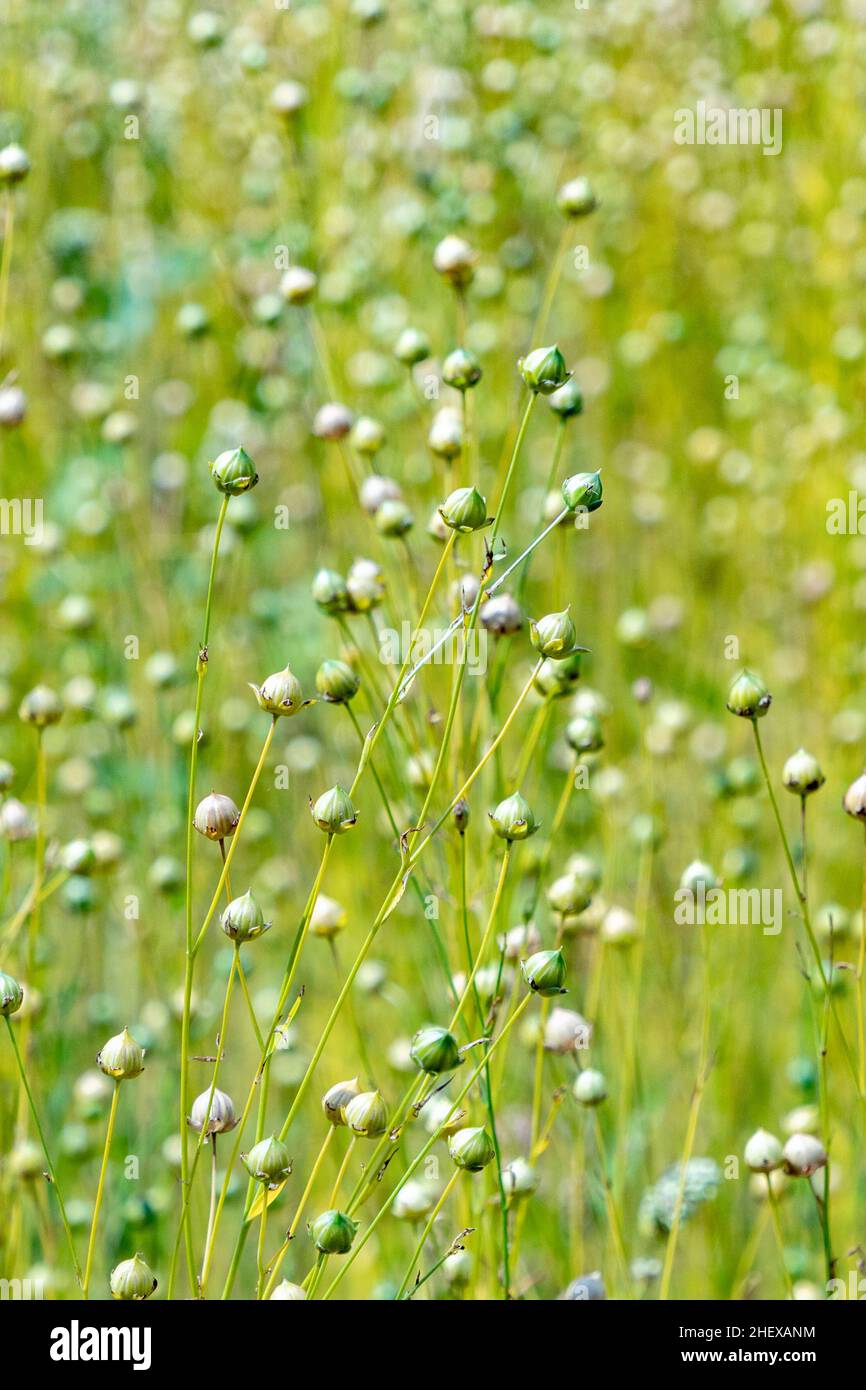 Dry seed capsules of common flax (Linum usitatissimum) in a field Stock ...