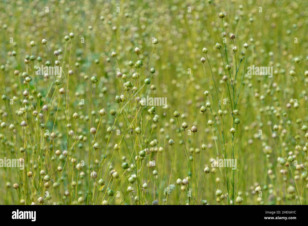 Dry seed capsules of common flax (Linum usitatissimum) in a field Stock ...