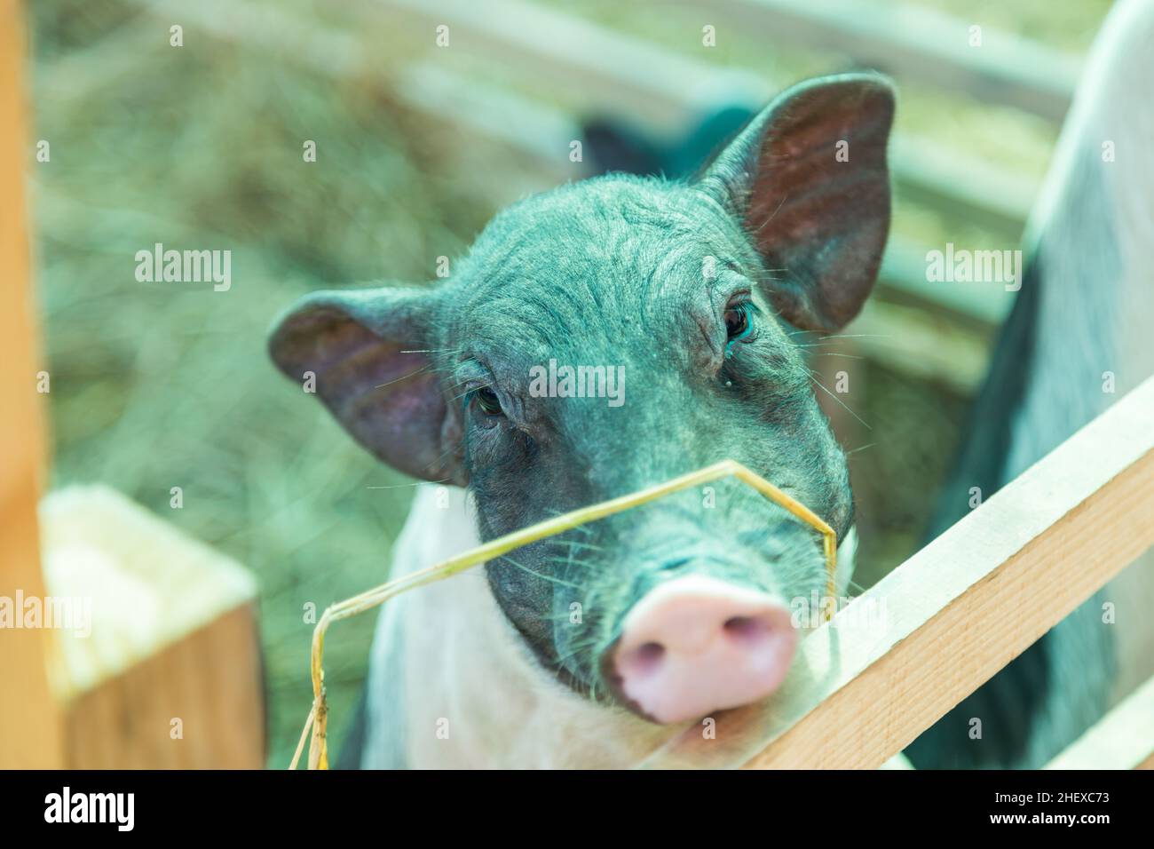 Funny small pig hanging on a fence waiting for food Stock Photo - Alamy
