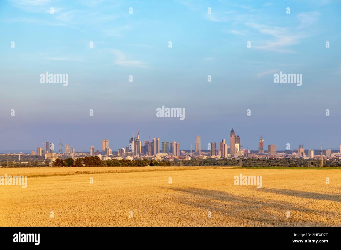 view to skyline of Frankfurt am Main with golden harvested field in ...