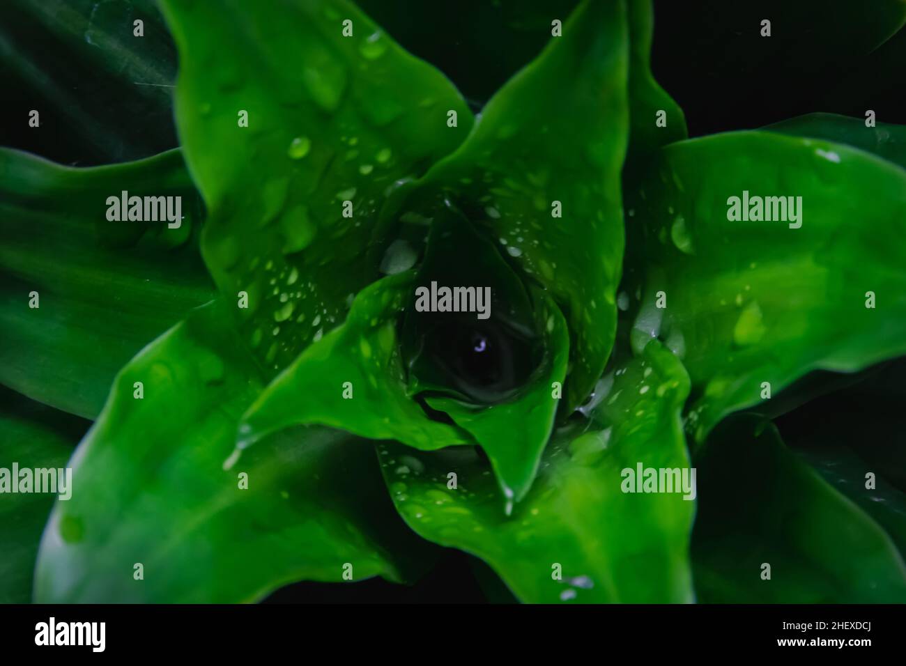 Close-up view showing the detail of beautiful tropical green thorn leaf ...