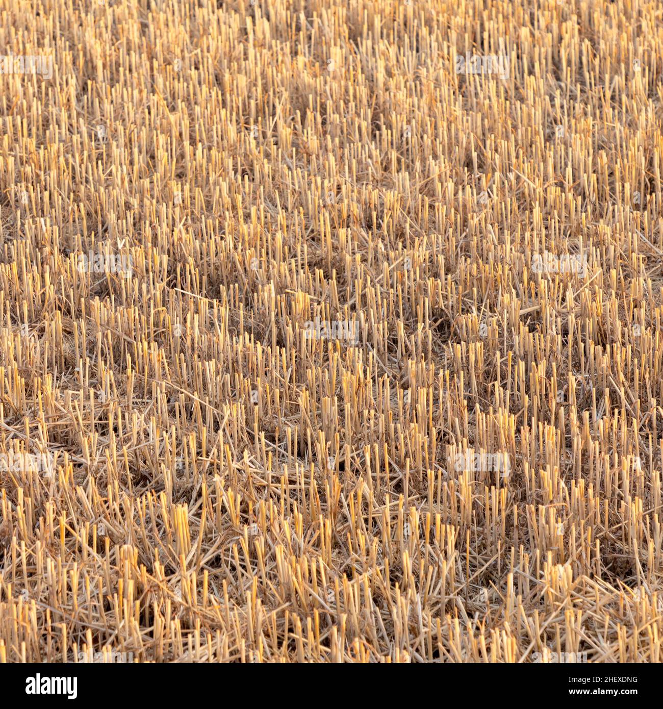 corn field after harvest in detail Stock Photo - Alamy