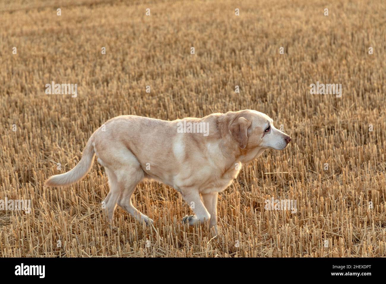 Running frontal view hi-res stock photography and images - Alamy