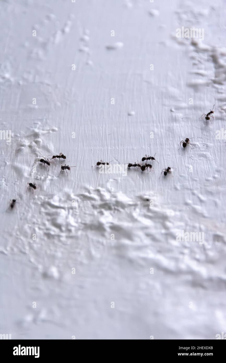 Line of little black ants working as a team on the roughly white wall ...