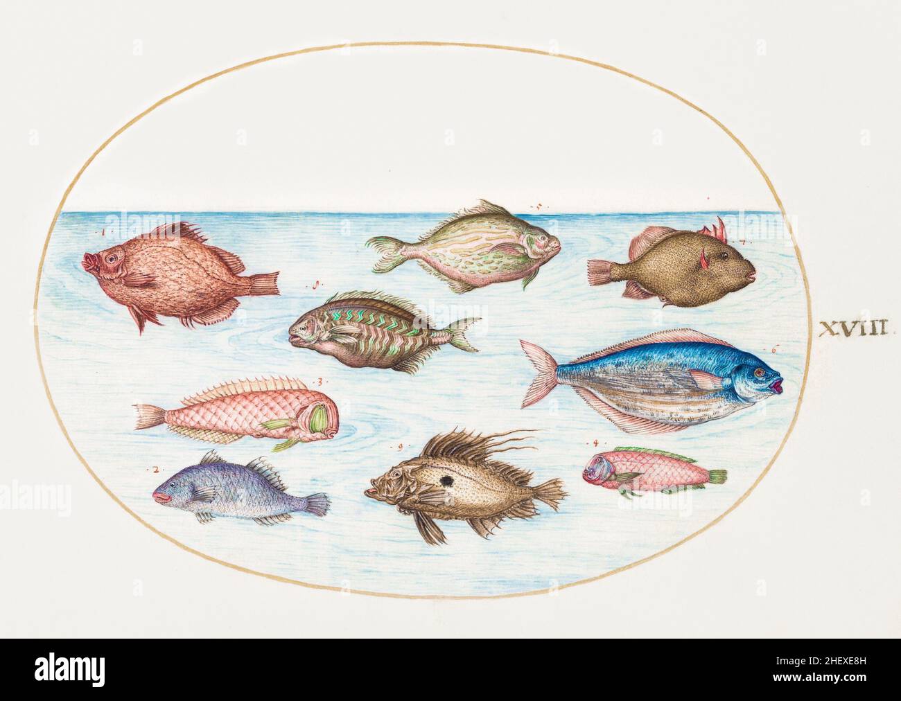 Butterfish drawing hi-res stock photography and images - Alamy