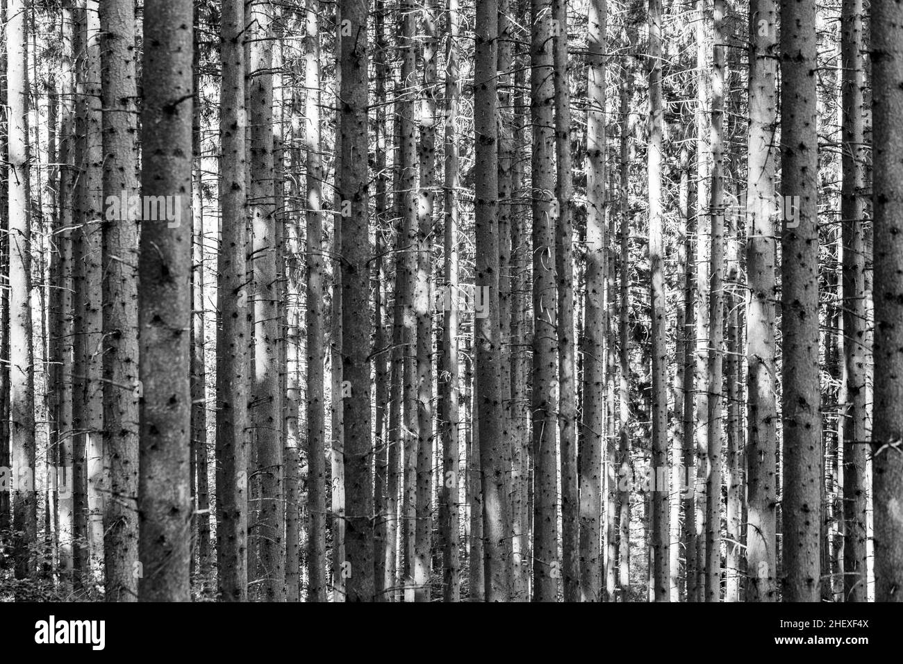 trees in the forest in vertical structure as nature background Stock ...