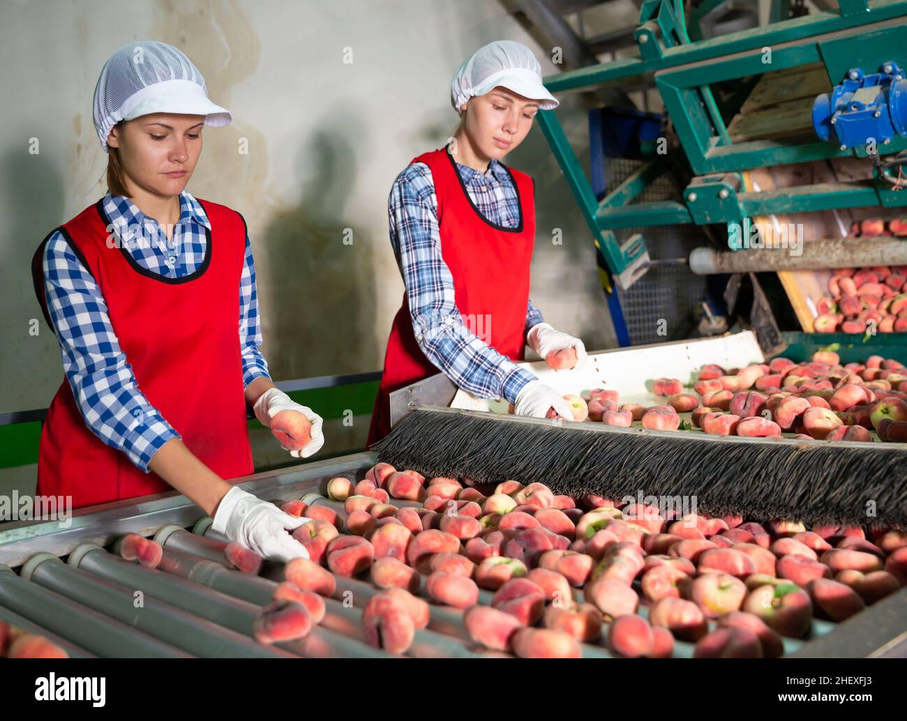 Young women in uniform working on peaches sorting line at warehouse ...