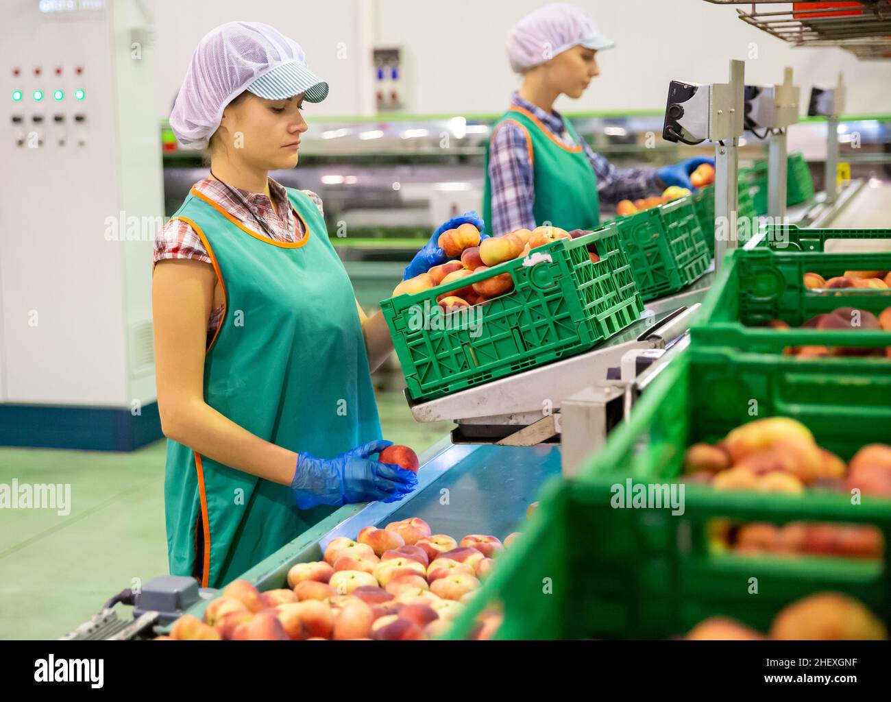 Women sorting peaches to crates Stock Photo - Alamy