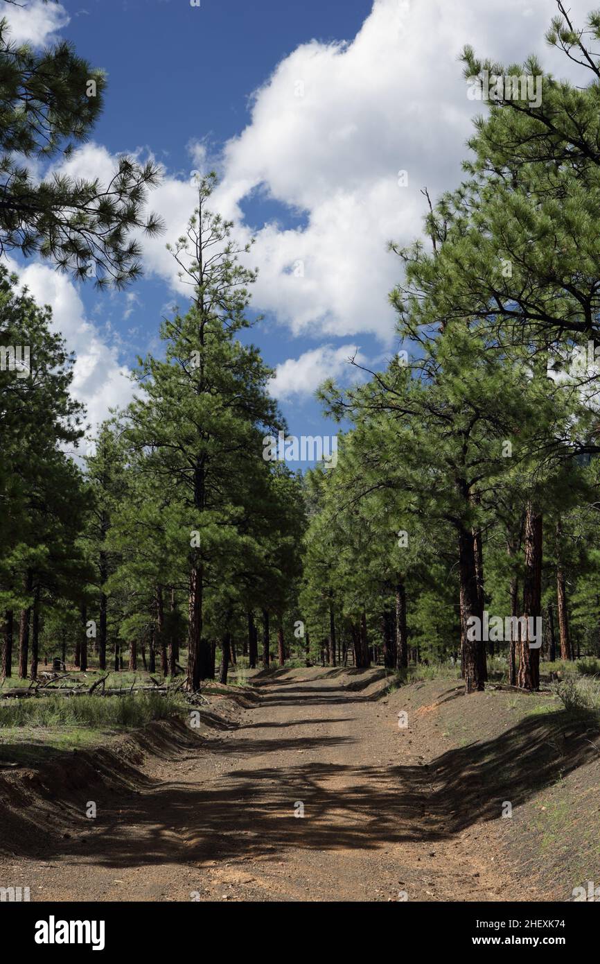 View of the curving trail through the woodland to O'Leary Peak an ...