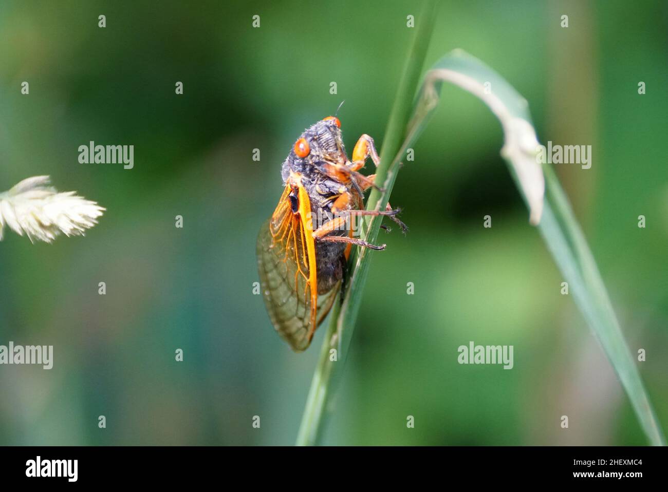 Close up of a cicadas with red wings on the edge of a tiny grass Stock ...