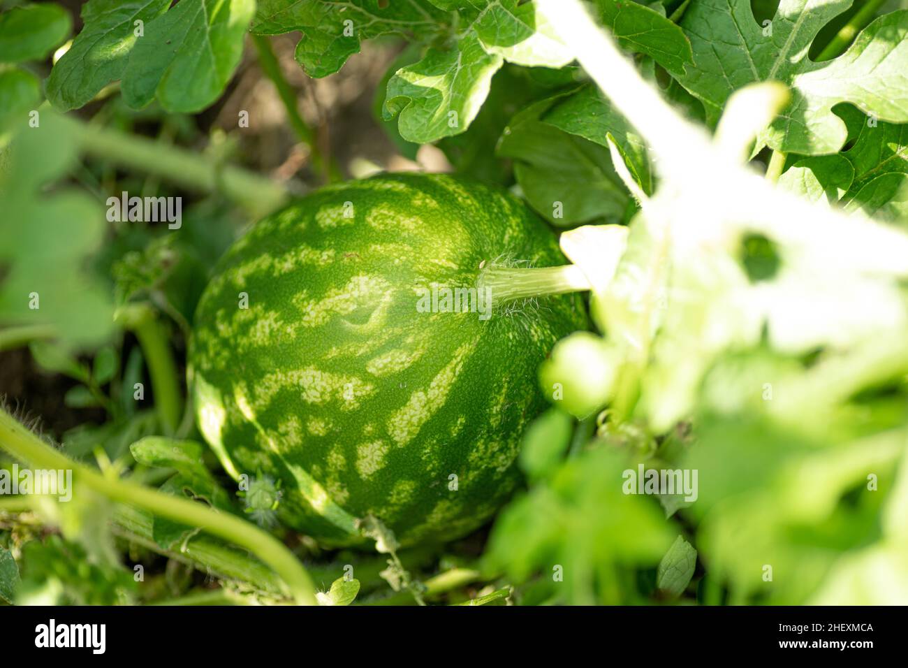 Watermelon farming process hi-res stock photography and images - Alamy