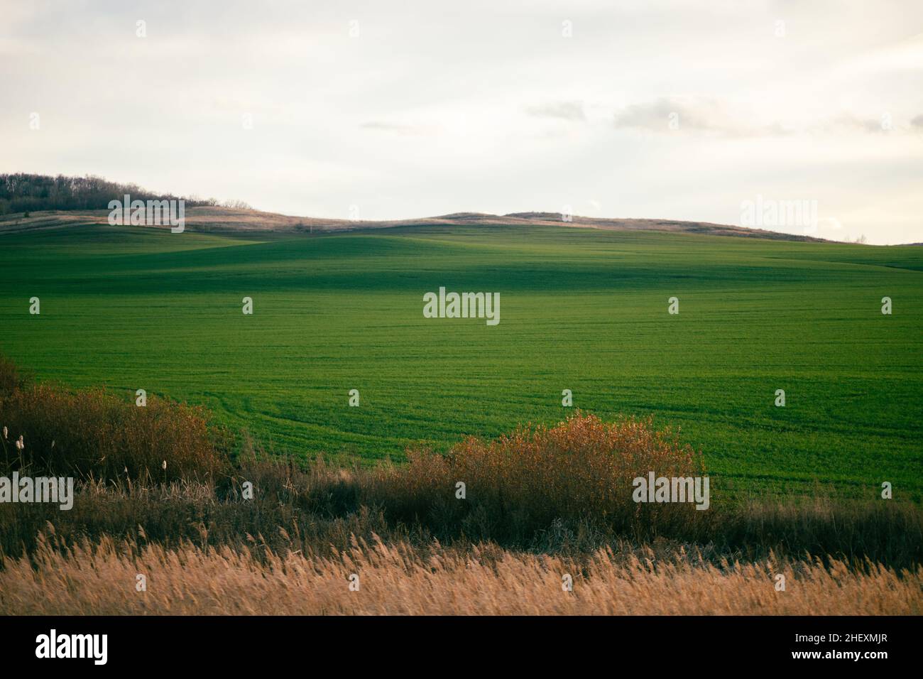 Wonderful open space with green field in background and bushes with rye ...