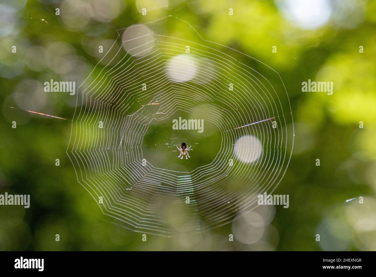 Spider in her net hi-res stock photography and images - Alamy
