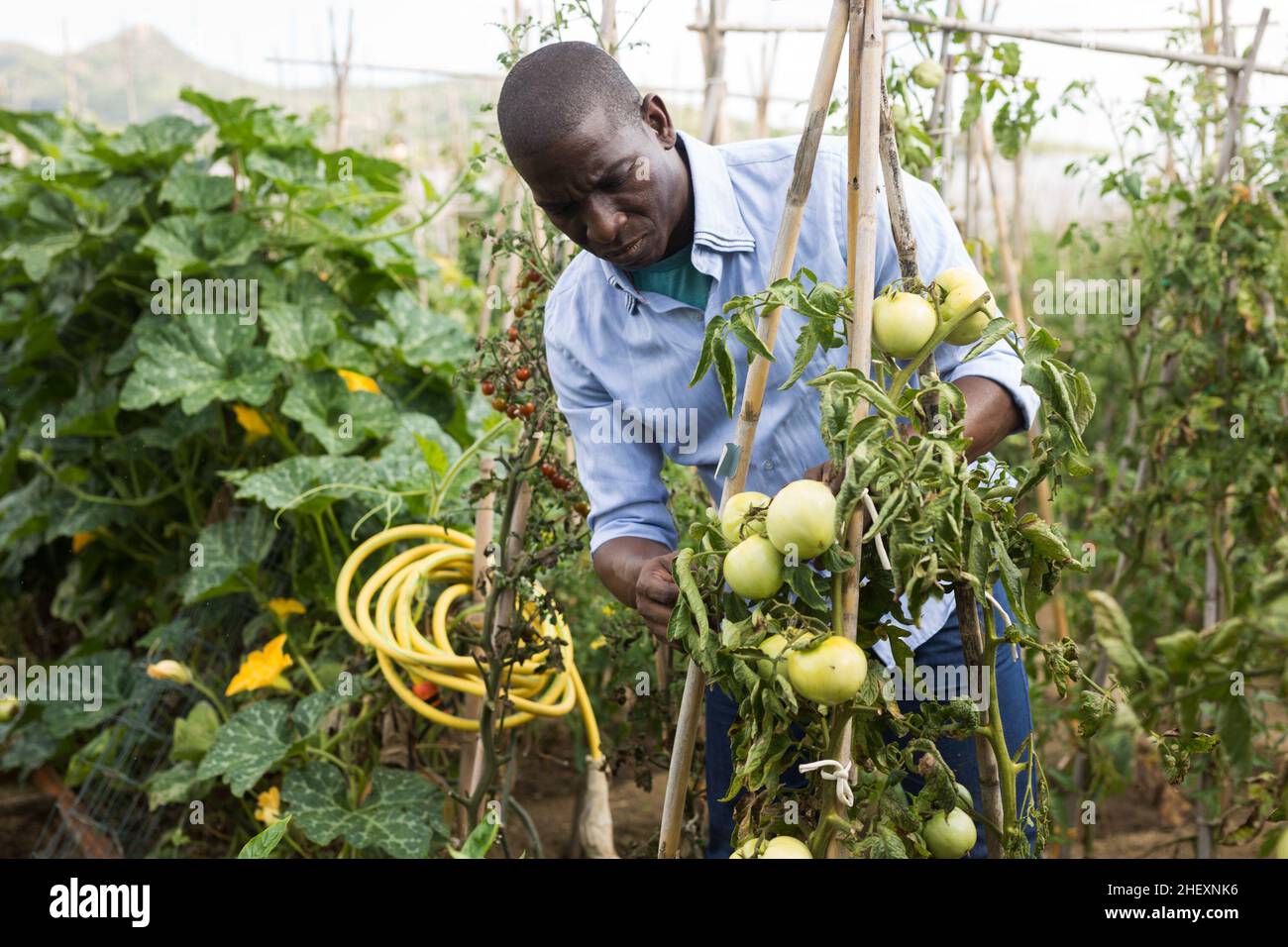 Man gardener working with tomatoes during gardening Stock Photo - Alamy