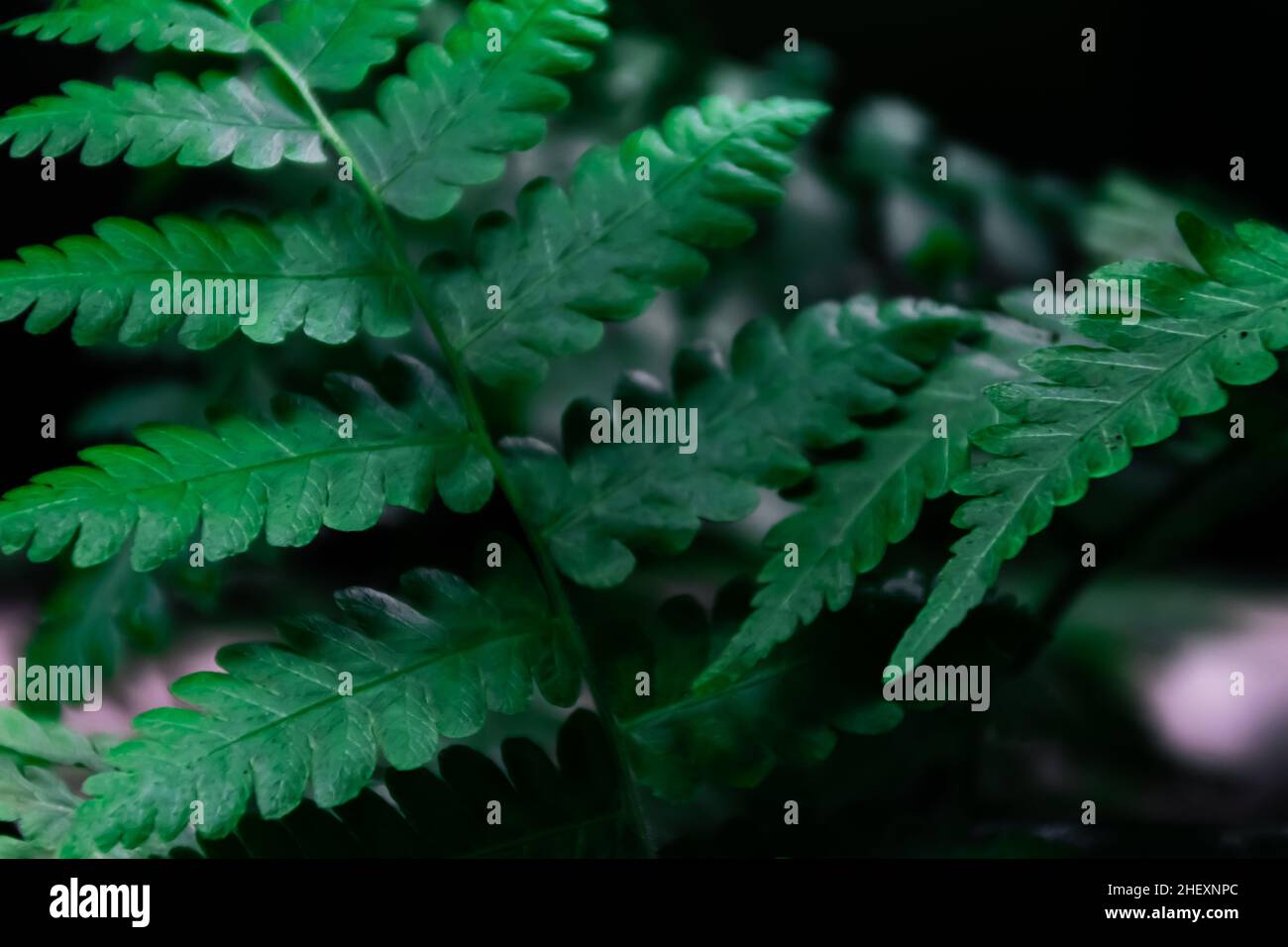Close-up of fresh and green tropical fern leaf nature plants with dark ...