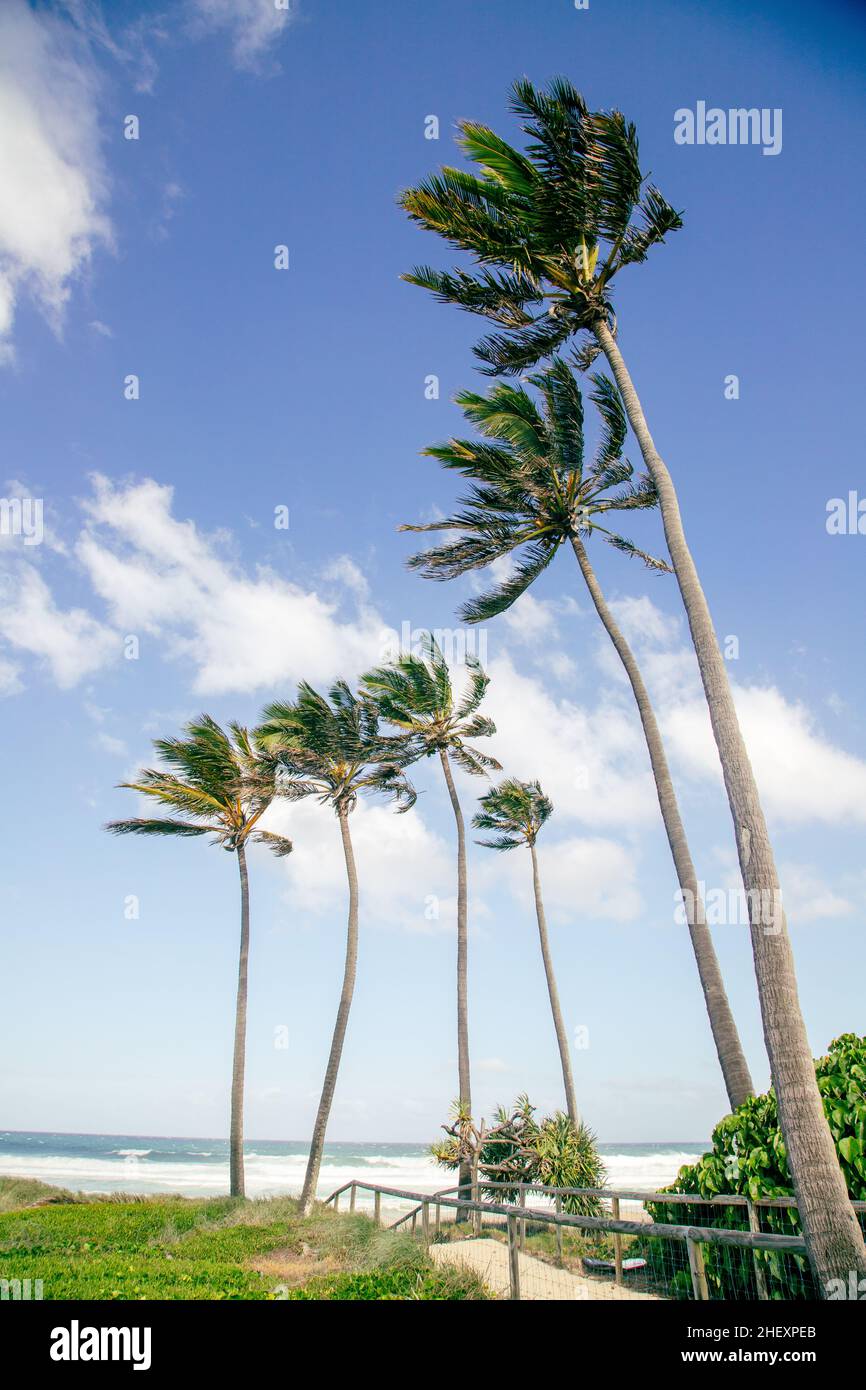 Palm trees on a windy day at the beach Stock Photo - Alamy