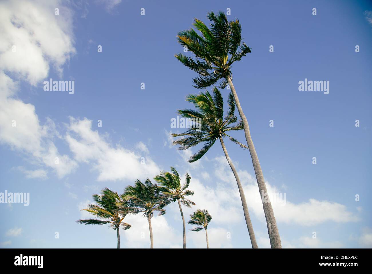 Palm trees on a windy day at the beach Stock Photo - Alamy