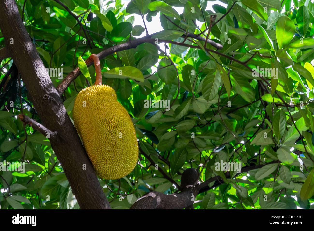 Fresh and yellow ripe tropical jackfruit with leaves hanging on the ...