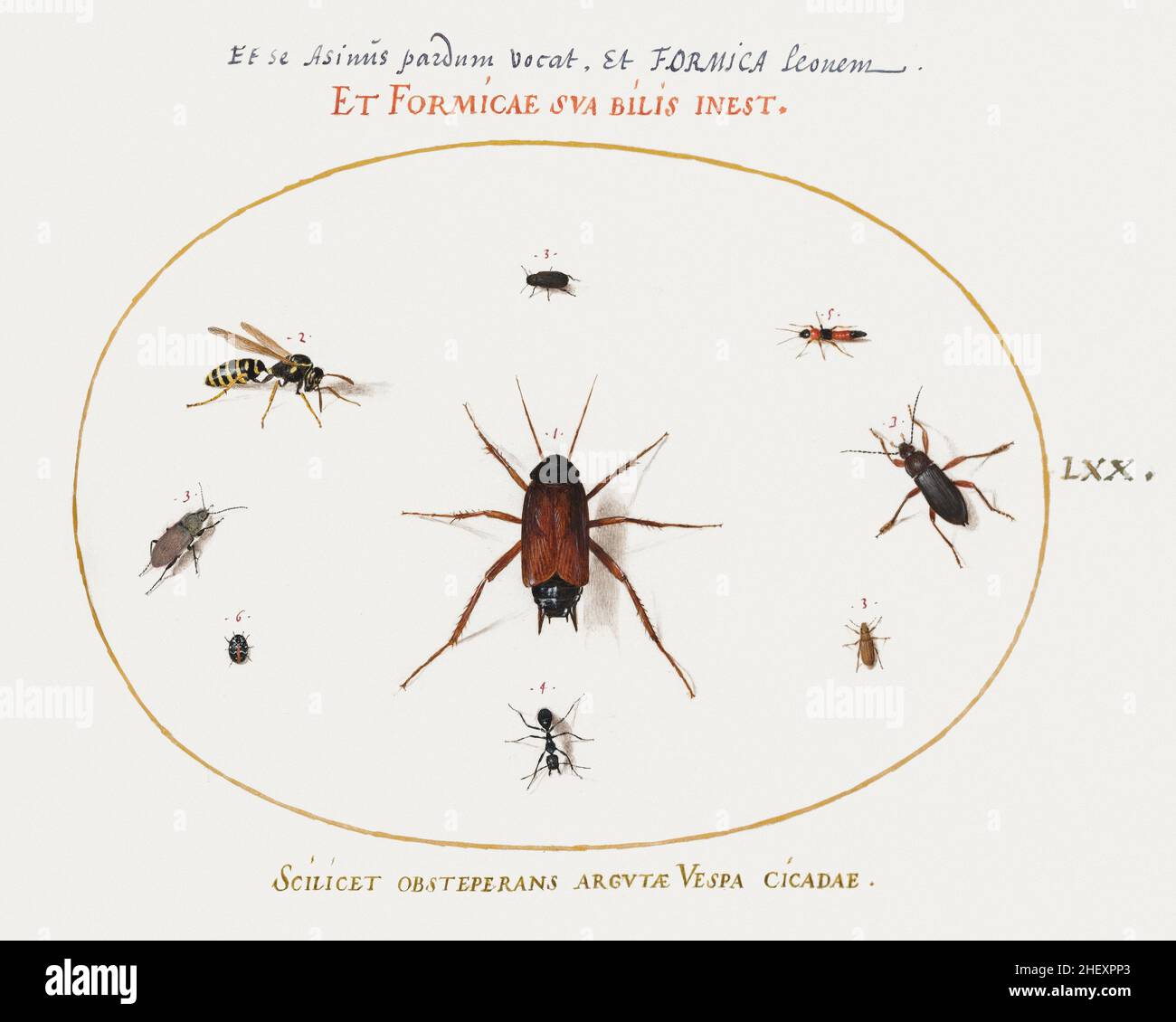 Public domain insects hi-res stock photography and images - Alamy
