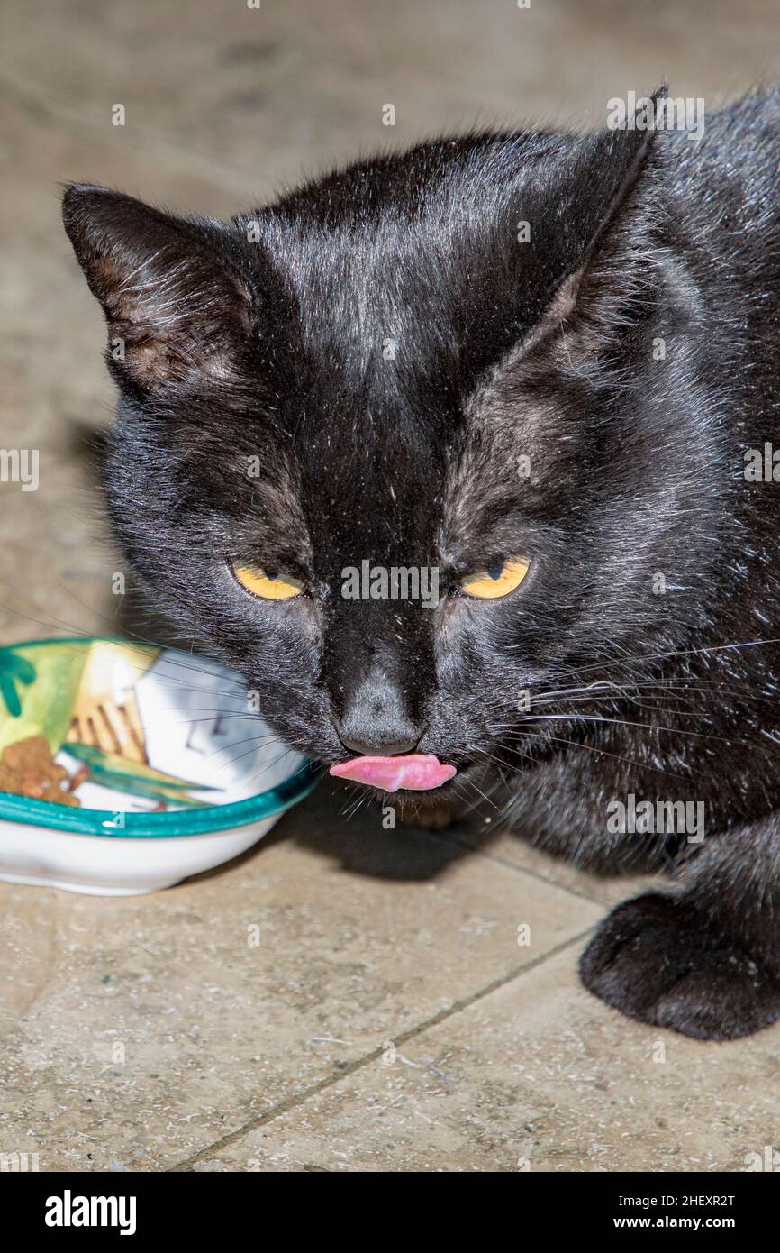 detail of angry cat at the food bowl with red tongue Stock Photo - Alamy