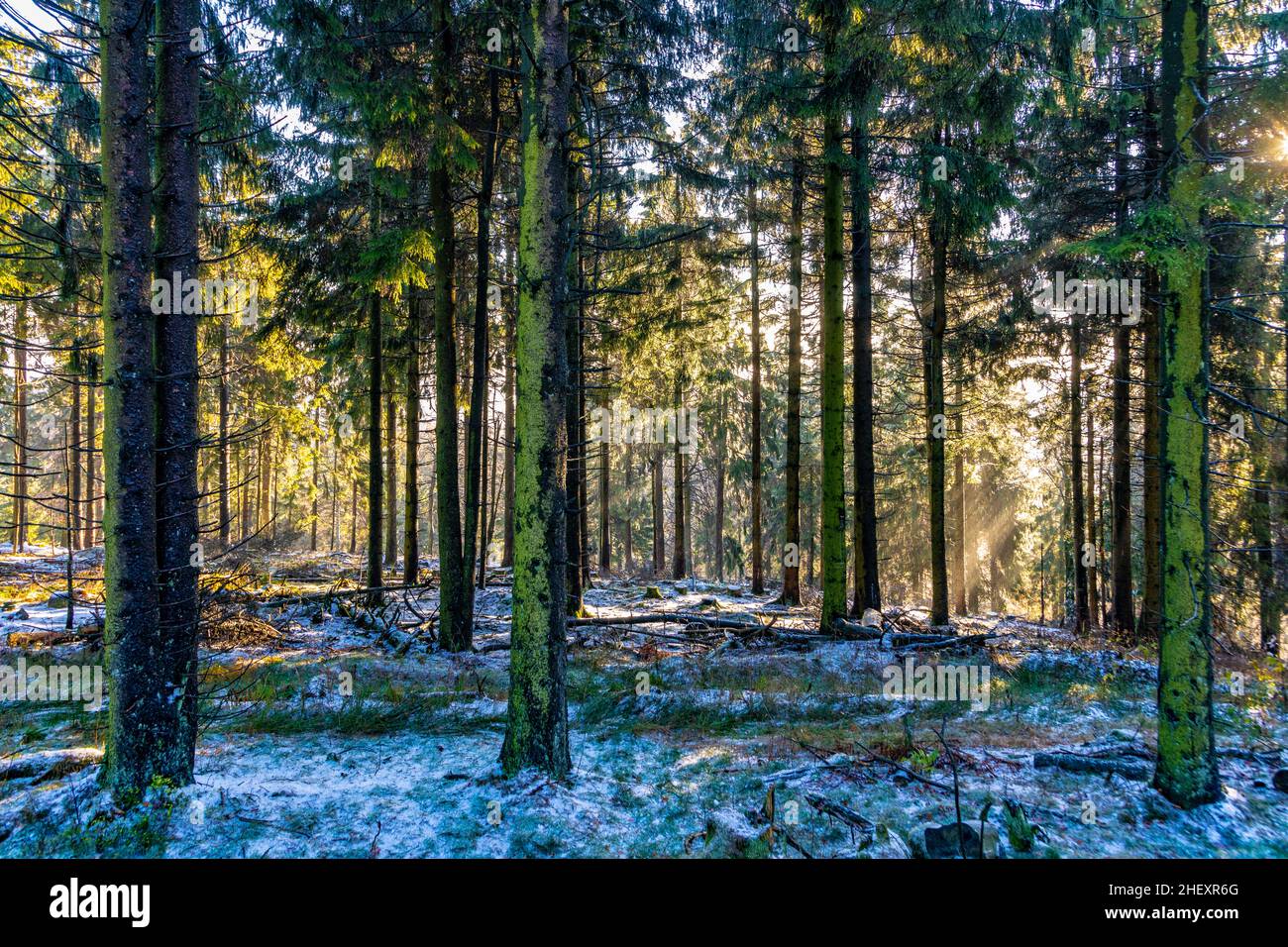 sunrise in early morning in the forest with bright sunbeam in the ...