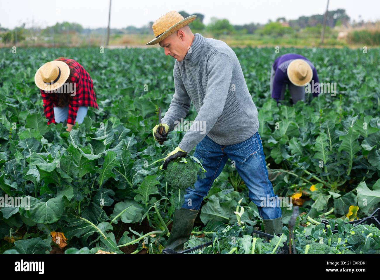 Male farmer harvesting broccoli on farm field Stock Photo - Alamy