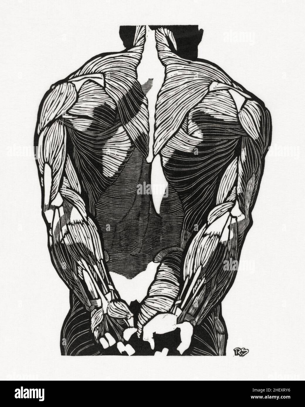 Man back muscles illustration hi-res stock photography and images - Alamy