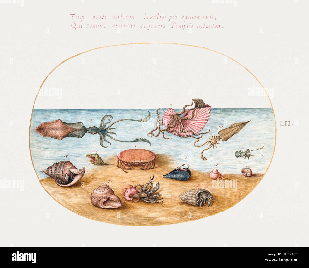 Argonaut Shell High Resolution Stock Photography and Images - Alamy