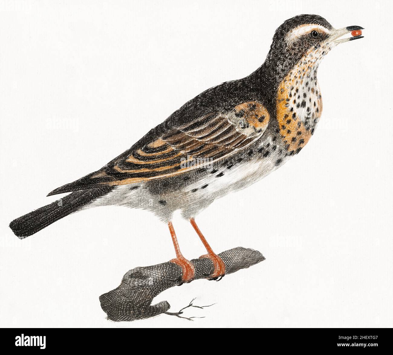 Thrush drawing hi-res stock photography and images - Alamy