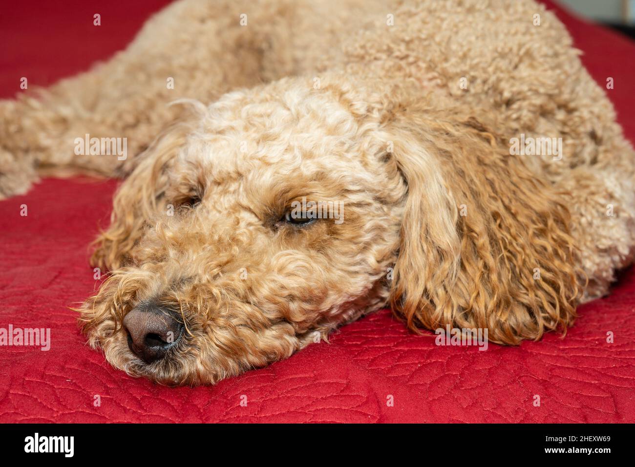 Australian Labradoodle is a mix between the Labrador Retriever, Poodle ...