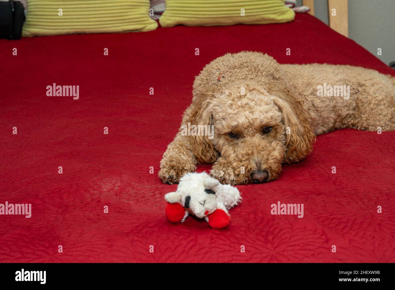Australian Labradoodle is a mix between the Labrador Retriever, Poodle ...